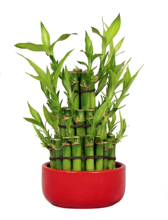8 Feng Shui Money Plants That Attract Wealth Energy To Your Home