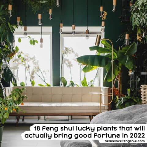 18 Feng Shui Lucky Plants That Will Actually Bring Good Fortune in 2024