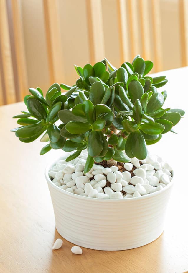 18 Feng Shui Lucky Plants That Will Actually Bring Good Fortune in 2024