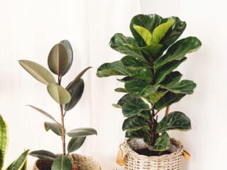 Feng Shui Wood Element (Everything You Need to Know!)
