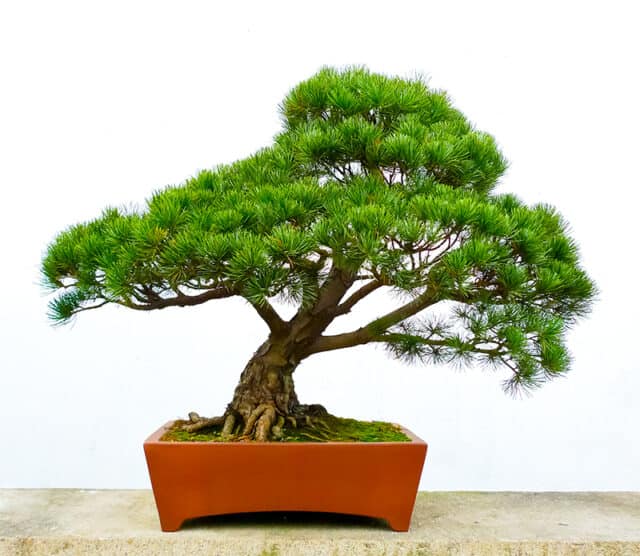 Bad Luck Plants in Feng Shui [List of Unlucky Plants!]