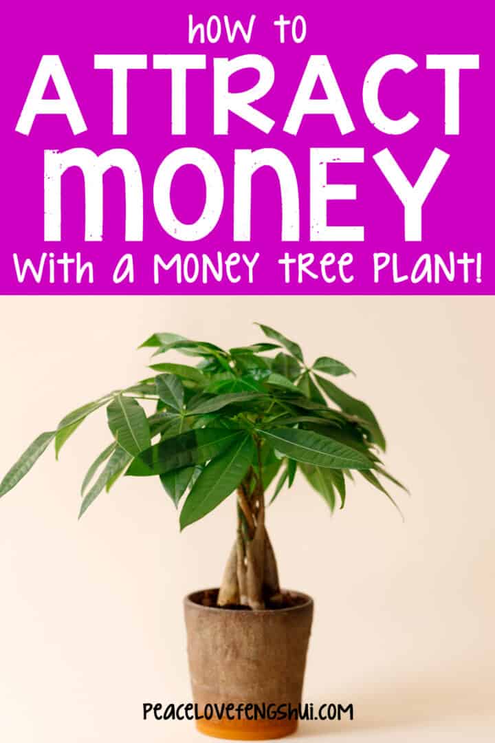 How to Use a Feng Shui Money Tree to Attract Wealth and Abundance!