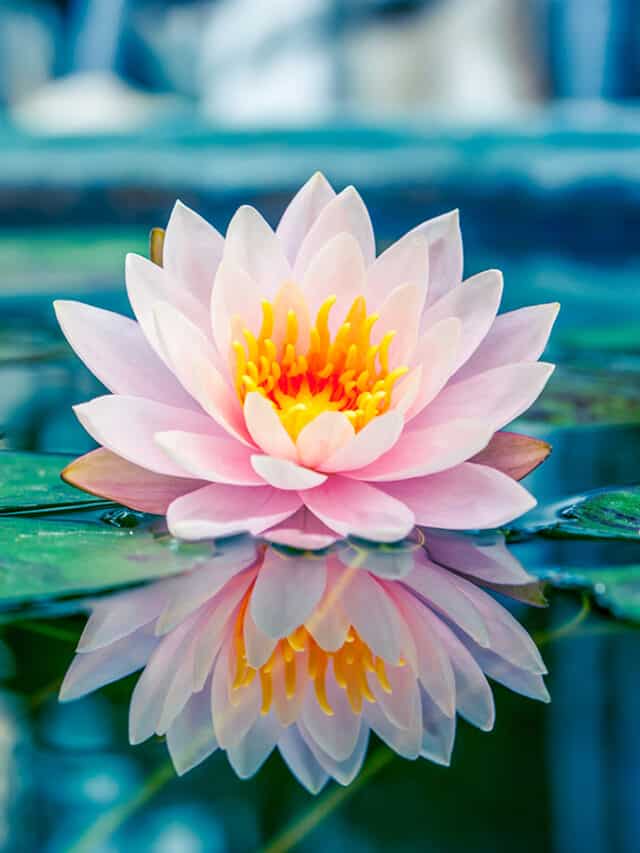 Feng Shui Lotus Flower: Meaning, Uses, Symbolism, & Placement!